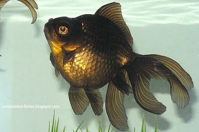 Writtens: Story of Sam, the Fish