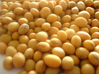 Budidaya Tanaman Pangan: Kedelai