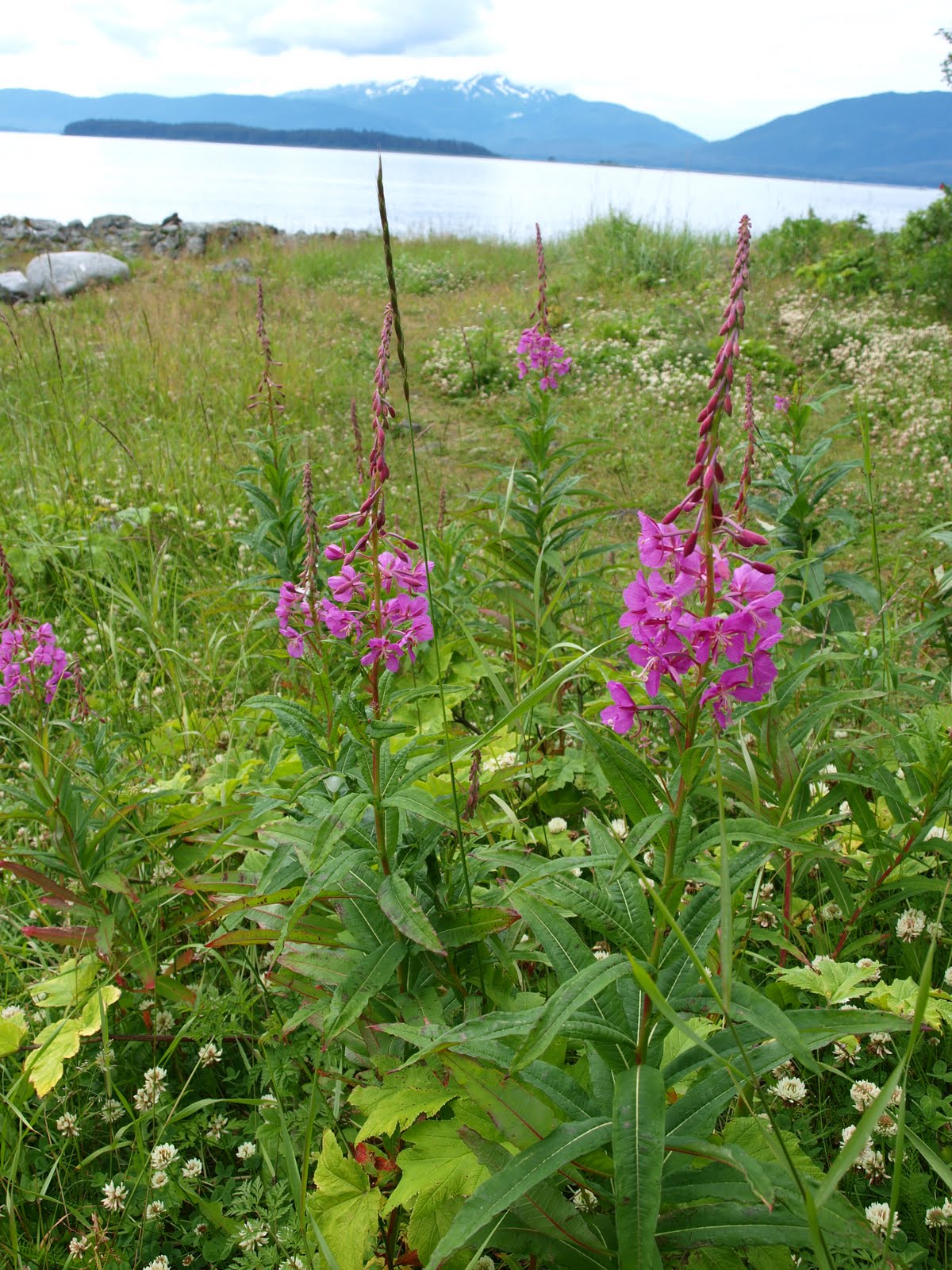 Lucky Alaska: Pflanzen in Alaska