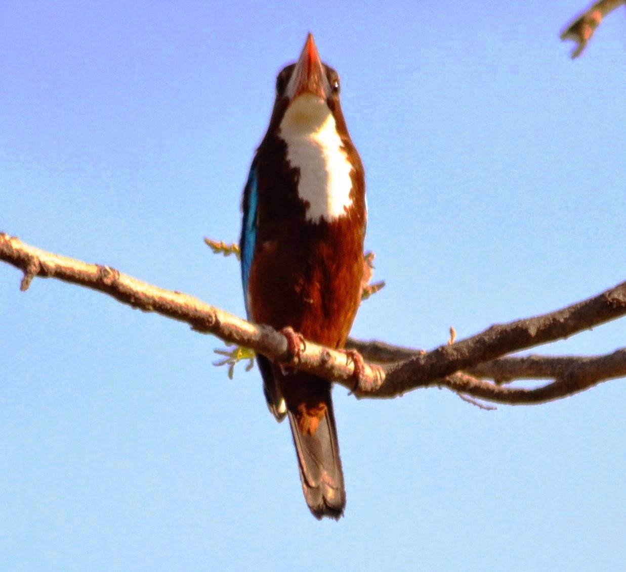 Imagens da vida animal: Avifauna do Sri Lanka # 12: Guarda-rios-de-papo ...