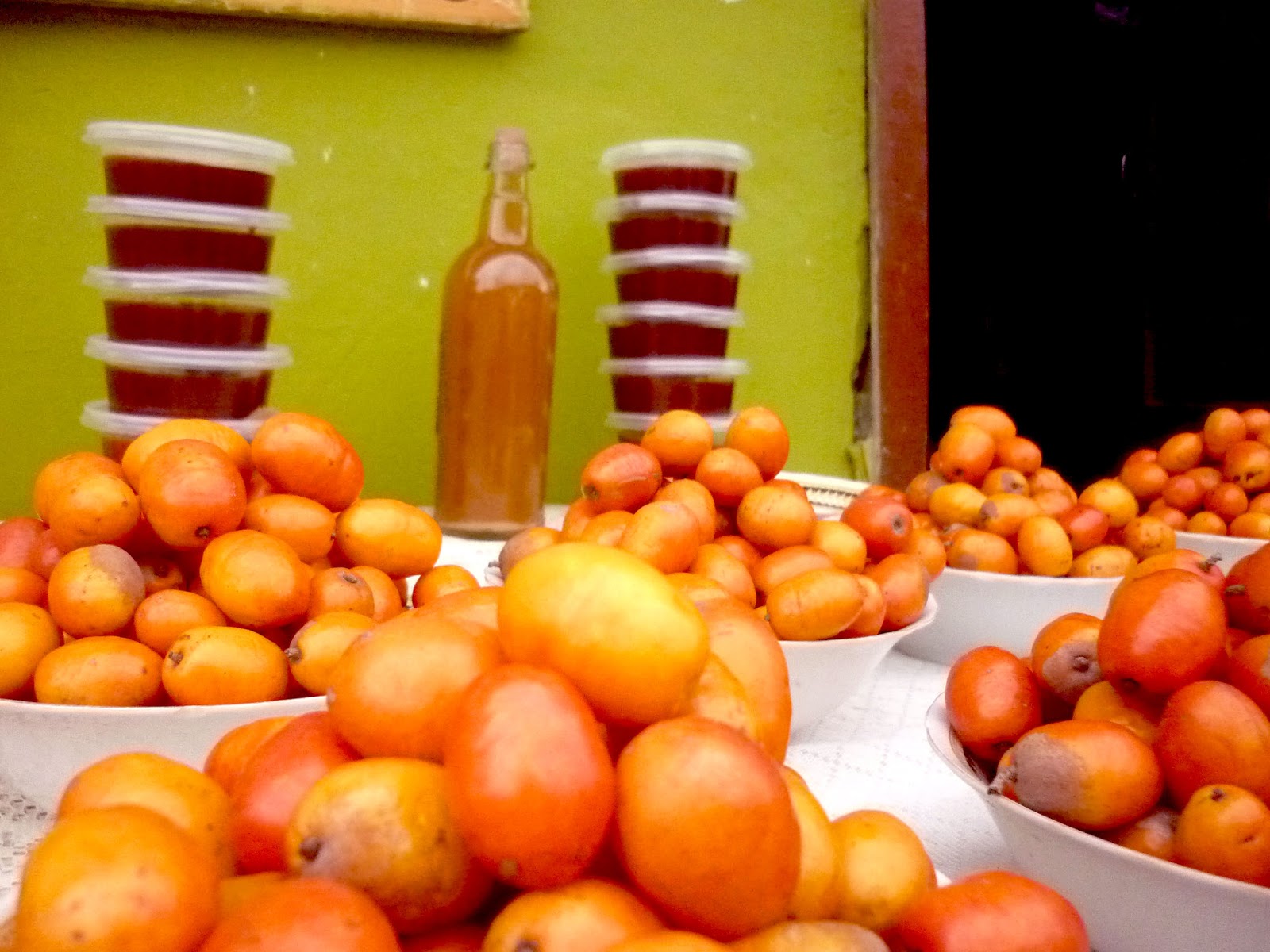 Visión Mágica.: La Tierra del Ovo