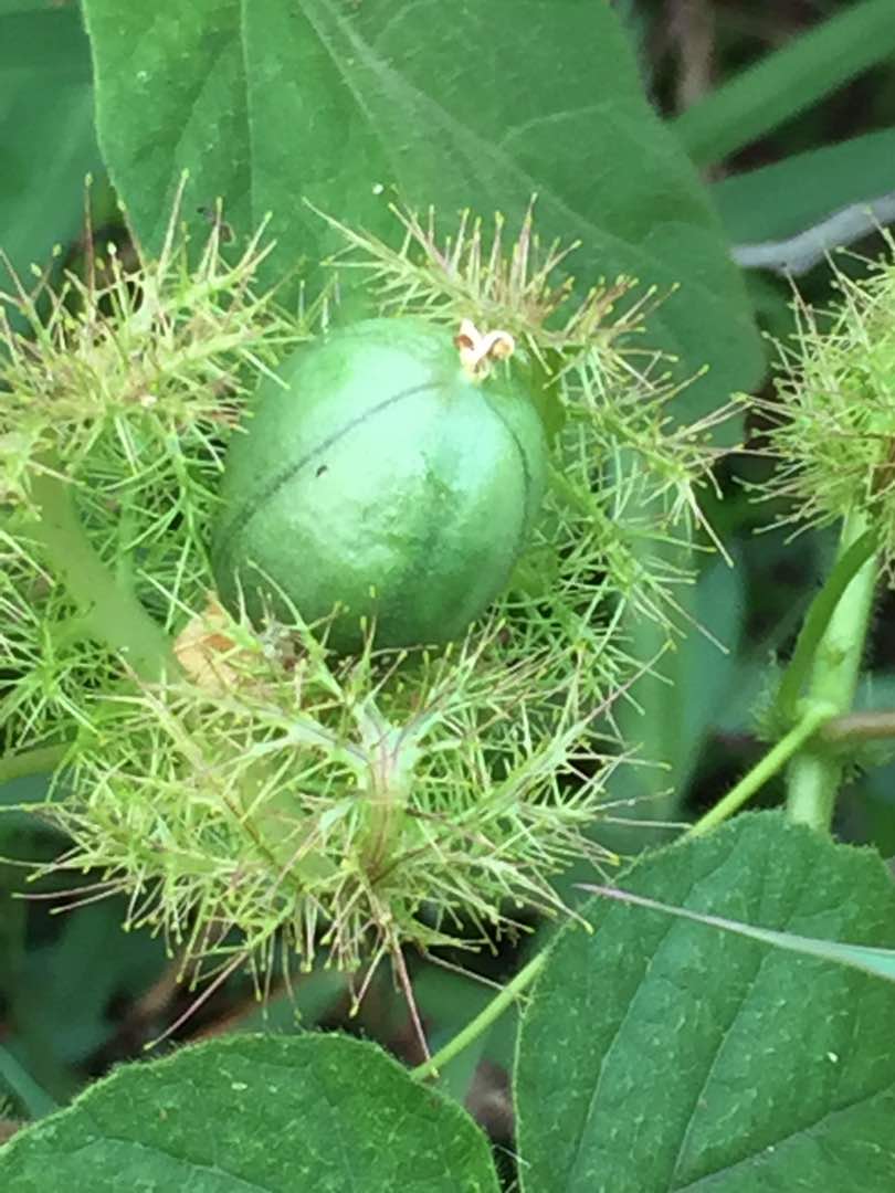 Warisan Petani: Pokok Letup-letup Bulu