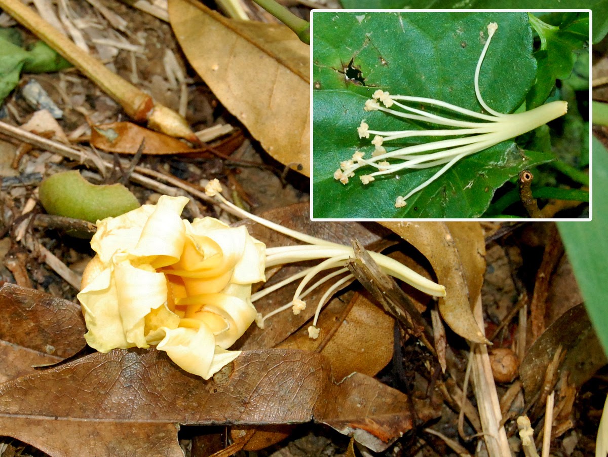 Durian Info: Botany of The Common Durian
