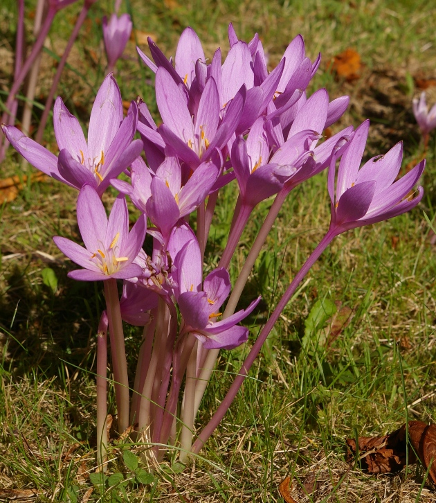 John Grimshaw's Garden Diary: Some early colchicums