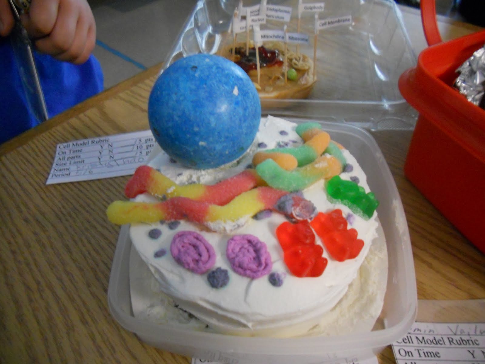 Ms. Spellman's Class: Check out the cell models!