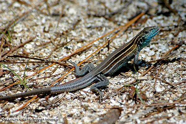 Questions About Reptiles: Why do lizards lose their tails?
