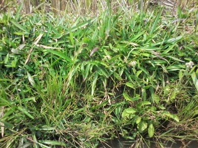 Rumput embun untuk lapangan ~ Arya Flower Landscape