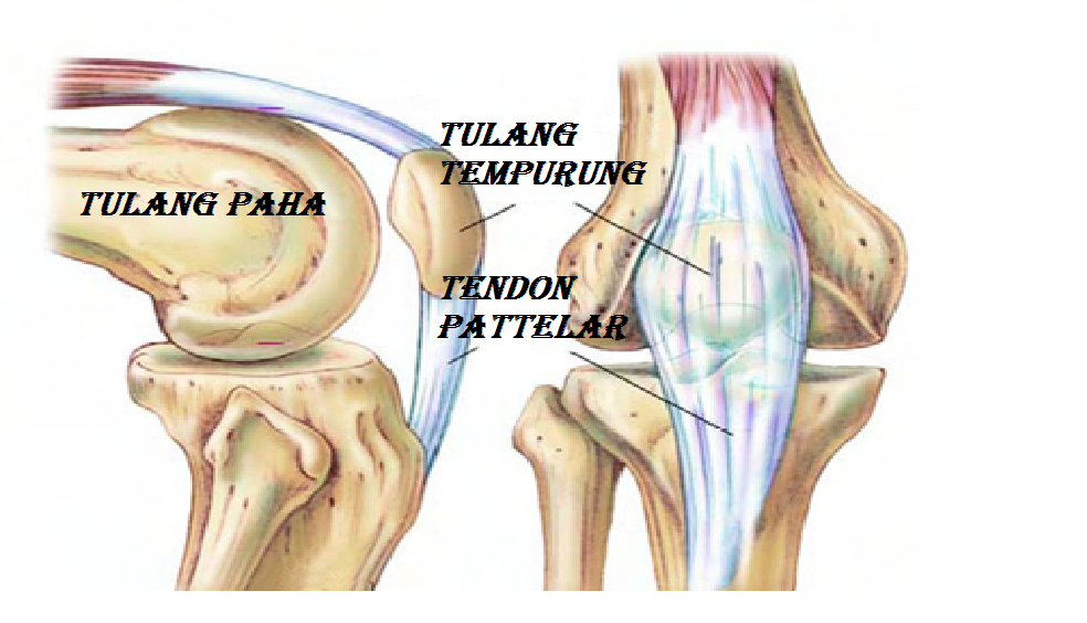 Definisi Senam Aerobik - Galery Olahraga