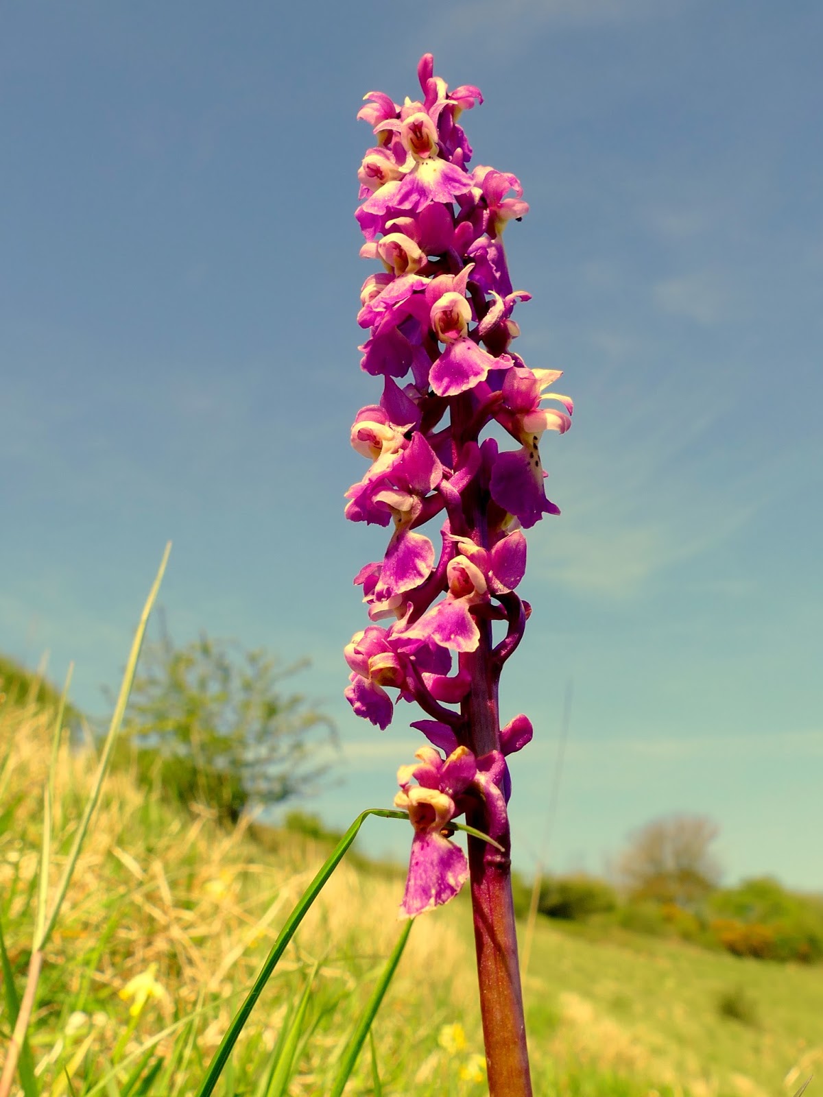 Peter Lovett's ramblings : Sexual deceit & native Orchids of Sussex ...