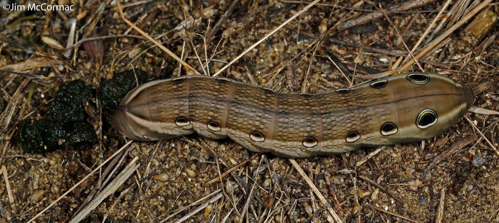 Ohio Birds and Biodiversity: Tersa Sphinx, reproducing in Ohio