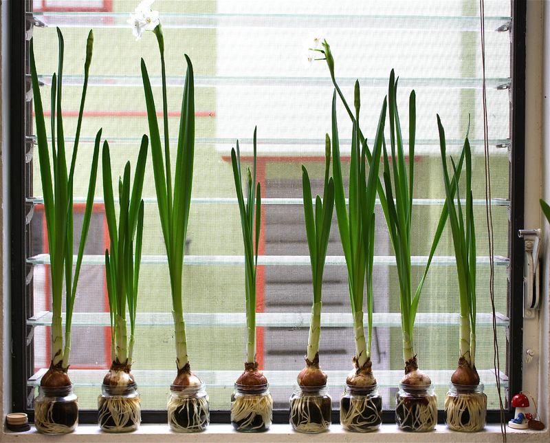 Gardening South Florida Style: Window Sill Gardening