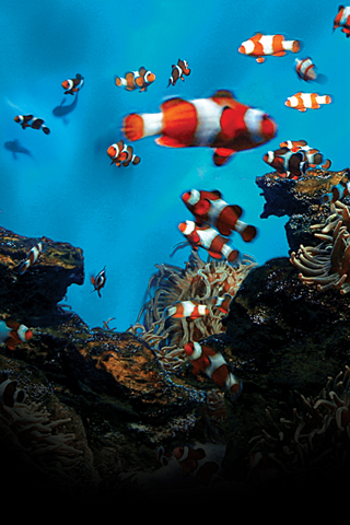 Very Nice Iphone Fish Wallpaper ~ Wallpaper & Pictures