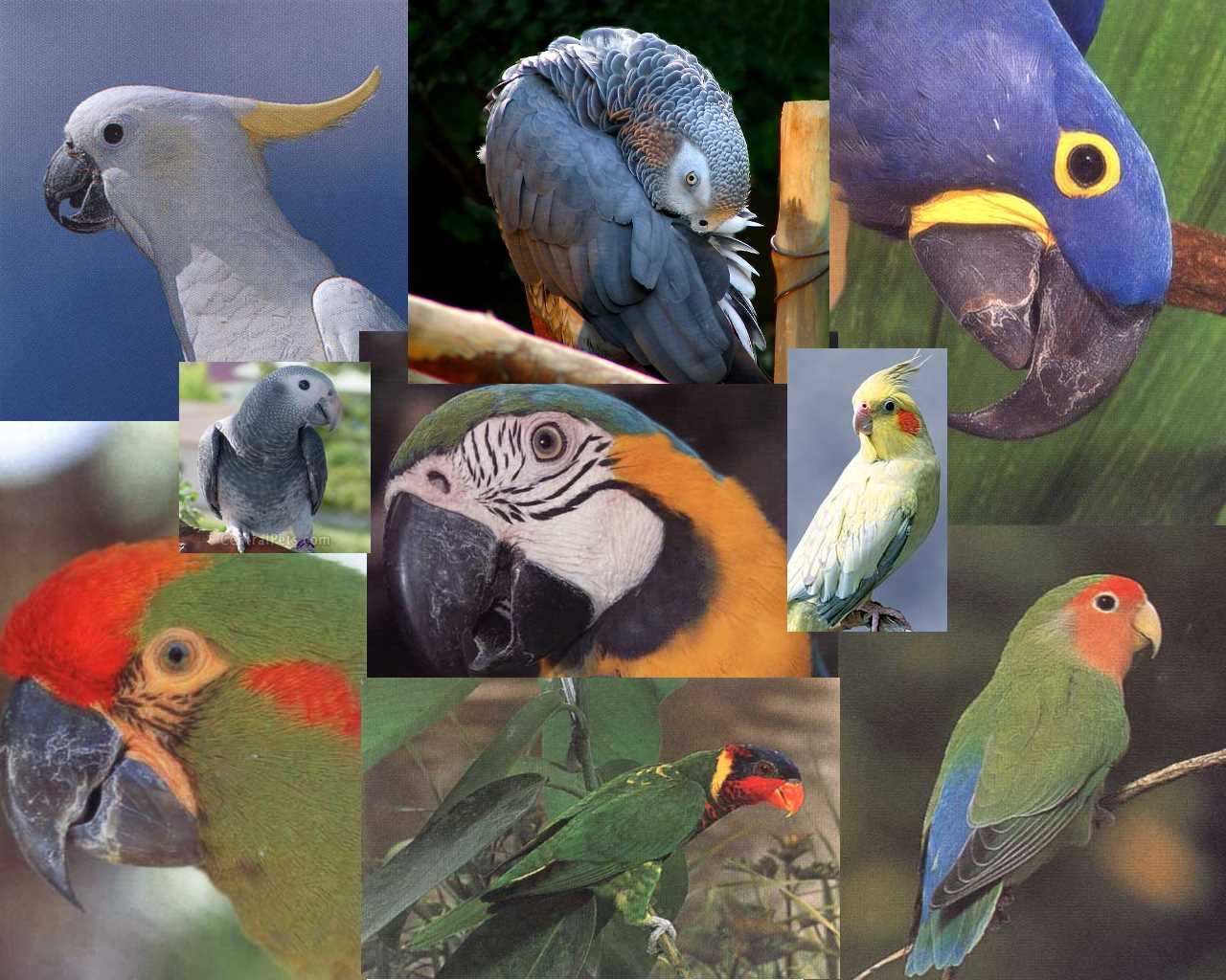 Multi Animals Wallpaper 5 ~ Blast of Wallpapers