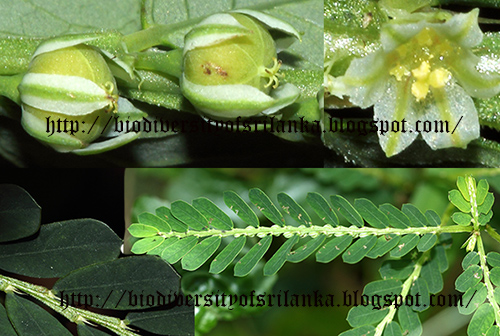 Biodiversity of Sri Lanka: පිටවක්කා/බිම් නෙල්ලි [Pitawakka/Bim nelli ...