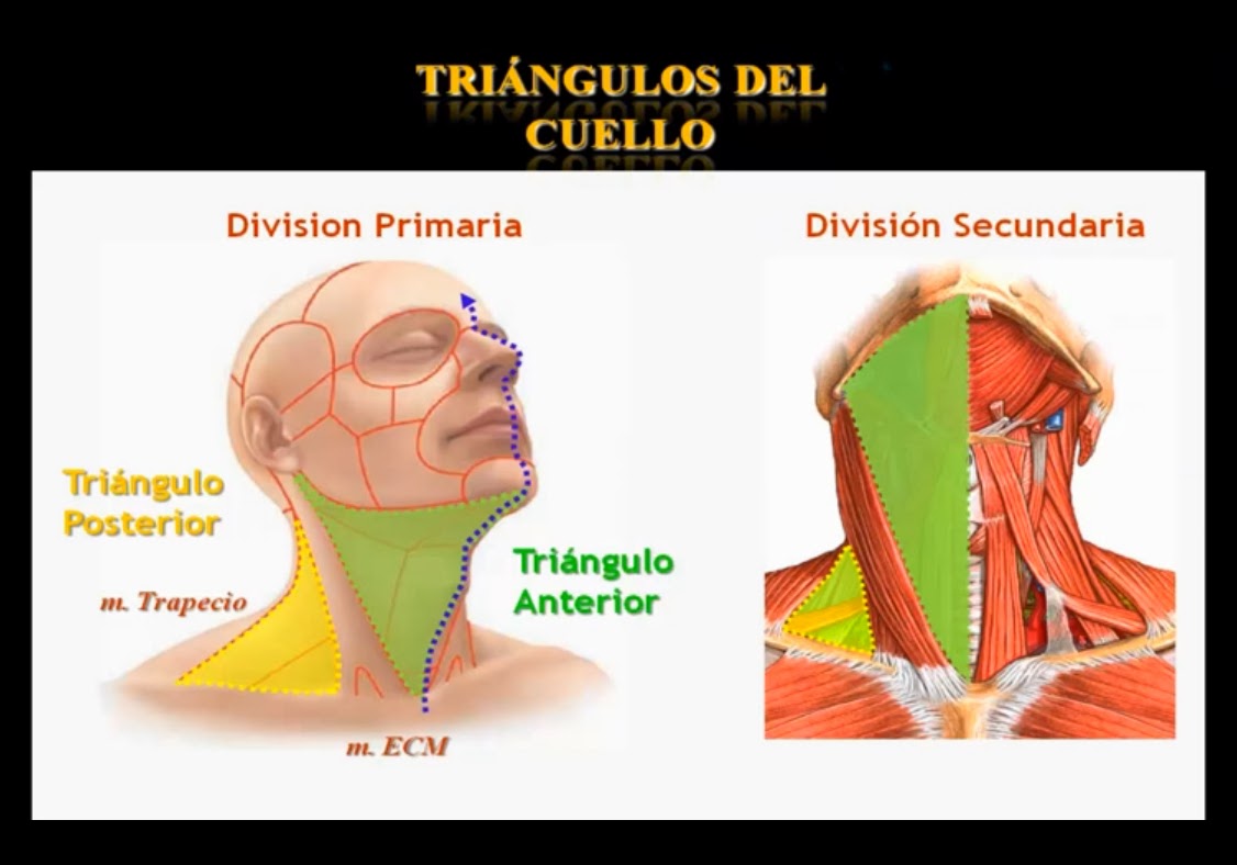 Anatomía del cuello