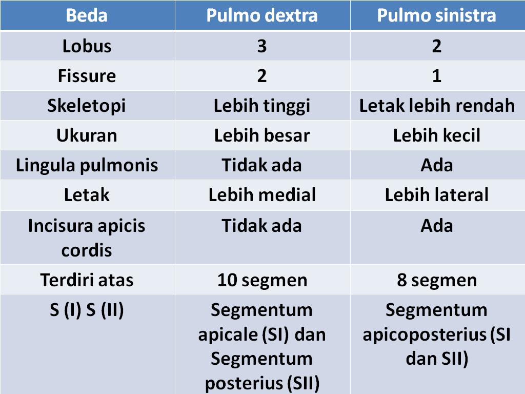 .: Medicina Islamica :.: Anatomi Pulmo (Paru)
