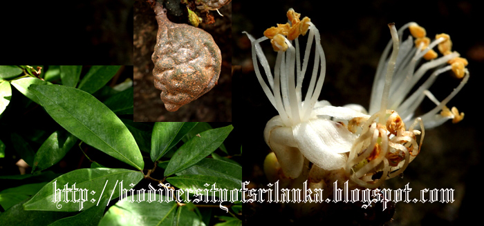 Biodiversity of Sri Lanka: නමිනම්/Nam-Nam (Cynometra cauliflora)