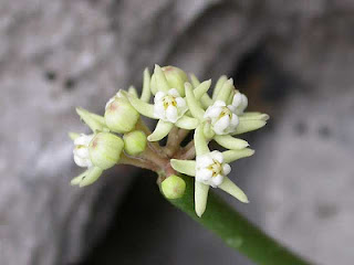 Confusion about Vedic Soma Plant