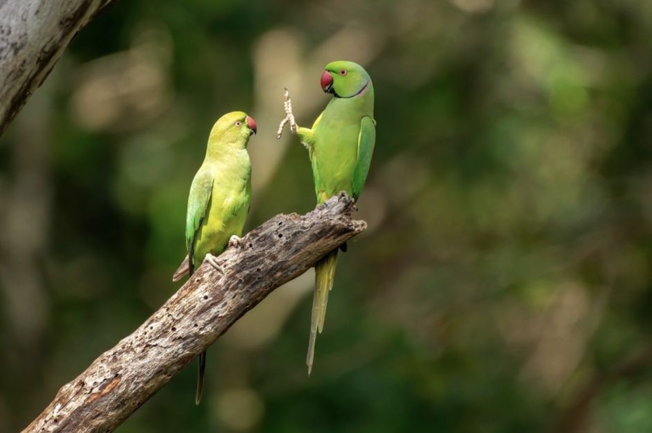 2020 Comedy Wildlife Photography Awards