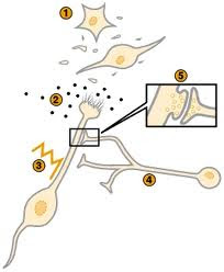 Deans' stroke musings: Synchronous Neuronal Activity Is a Signal for ...