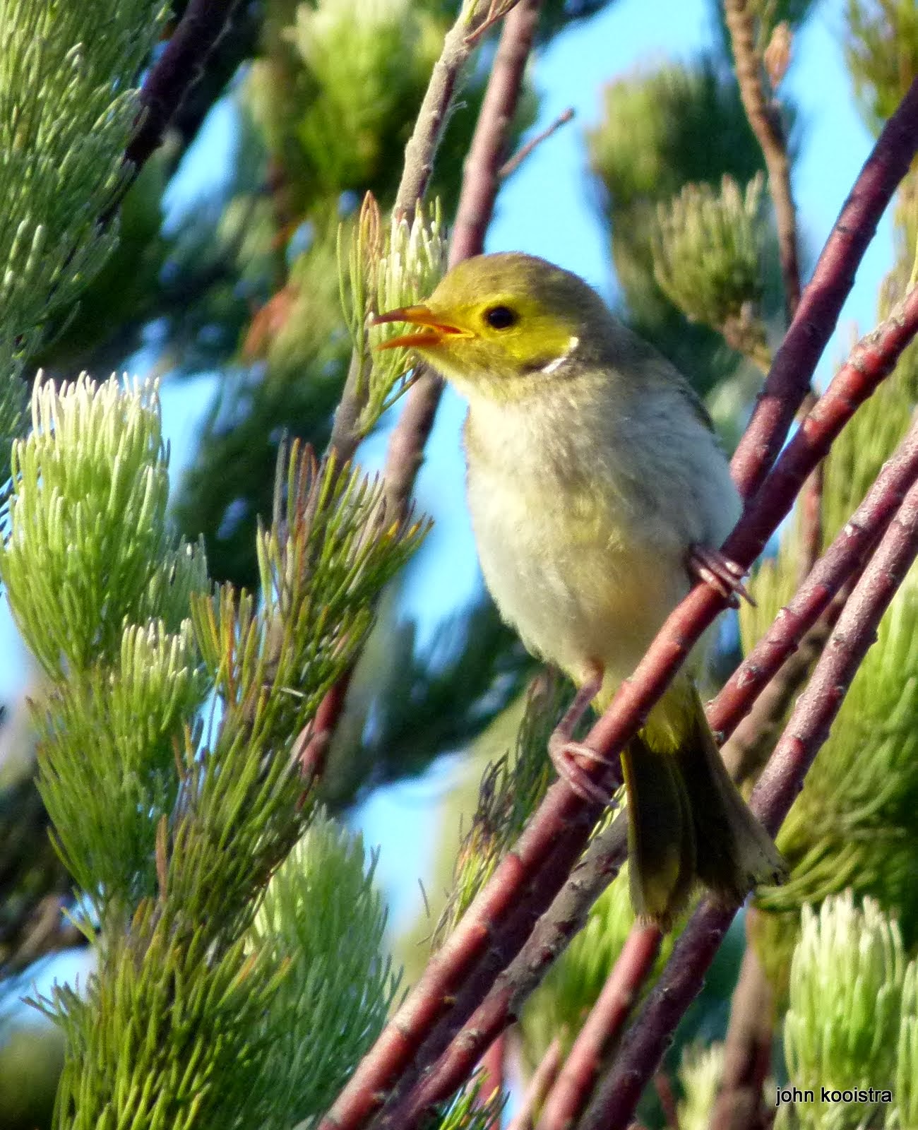 QUEENSLAND BIRDER - Birds and the natural world at home and away ...