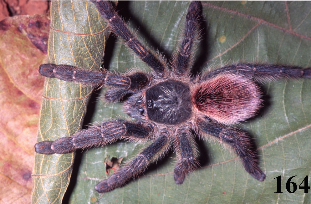 Sciency Thoughts: Nine new species of tree-dwelling Tarantulas from Brazil.