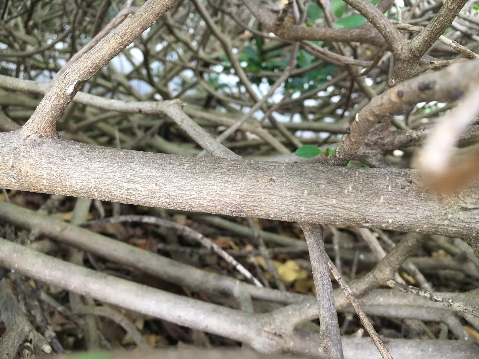 Ficus microcarpa var. crassifolia (Wax Fig)