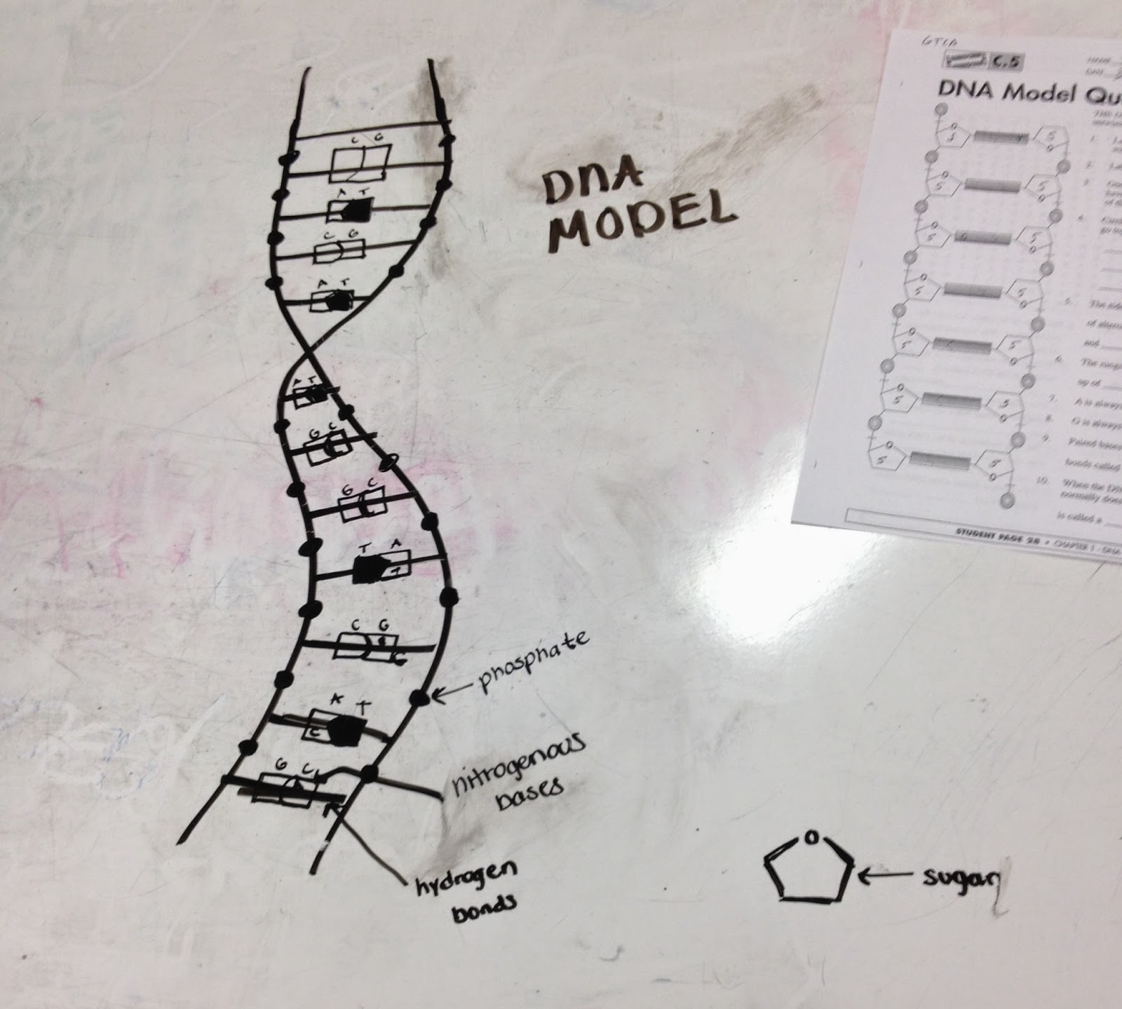 Biology Blog: Models of DNA Structure