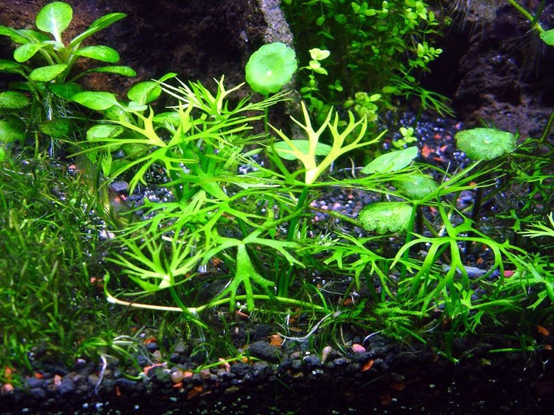 Von Stein Aquascaping: Ranunculus papulentus