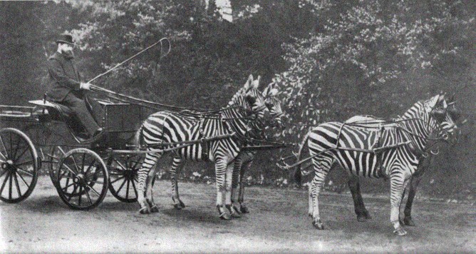 DeltaBluez Stockdogs: And more animal pulling carts....