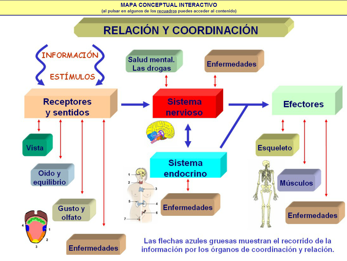 MilagroTIC: C. MEDIO 6º - LA FUNCIÓN DE RELACIÓN - LOS SENTIDOS - TEMA ...