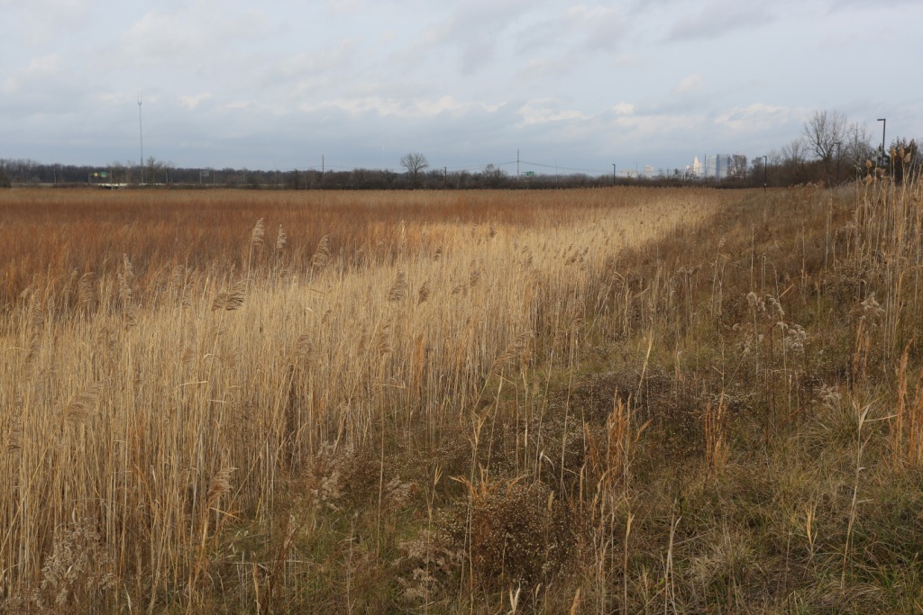Ohio Birds and Biodiversity: Snow Goose, at cement plant