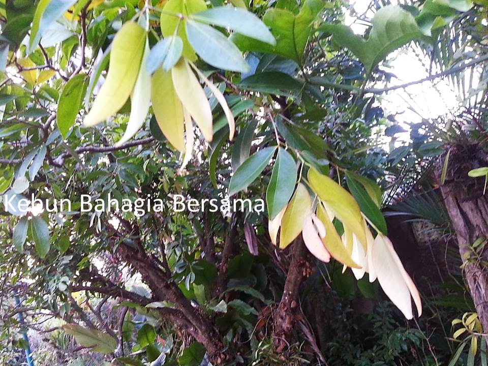 Kebun Bahagia Bersama: Ulam Pucuk Nam Nam