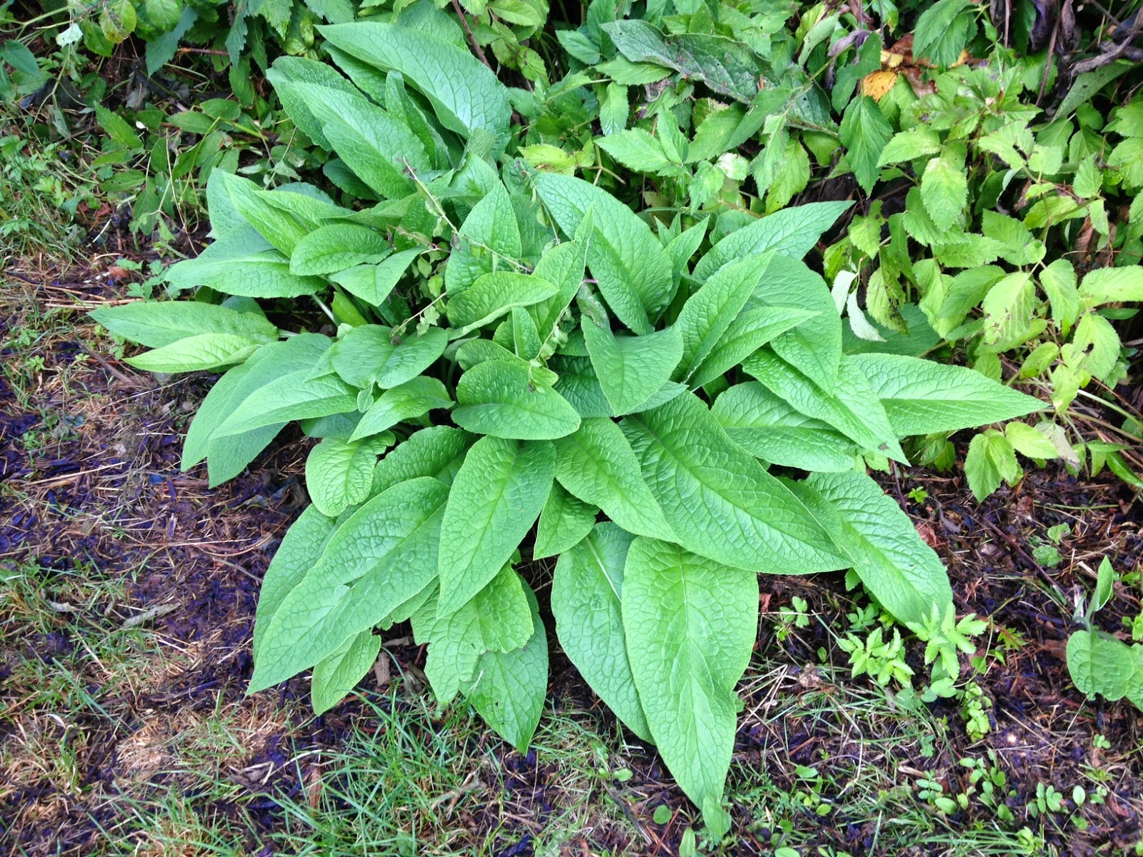 Down on the Allotment: Comfrey Tea