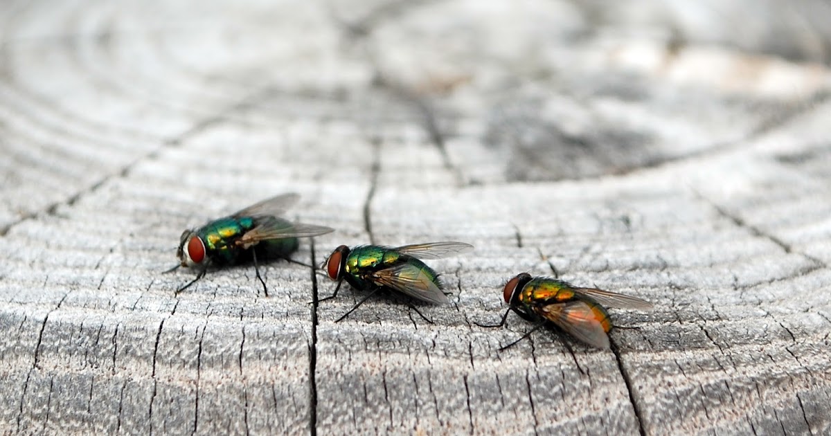 Urban Wildlife Guide: Pretty Flies