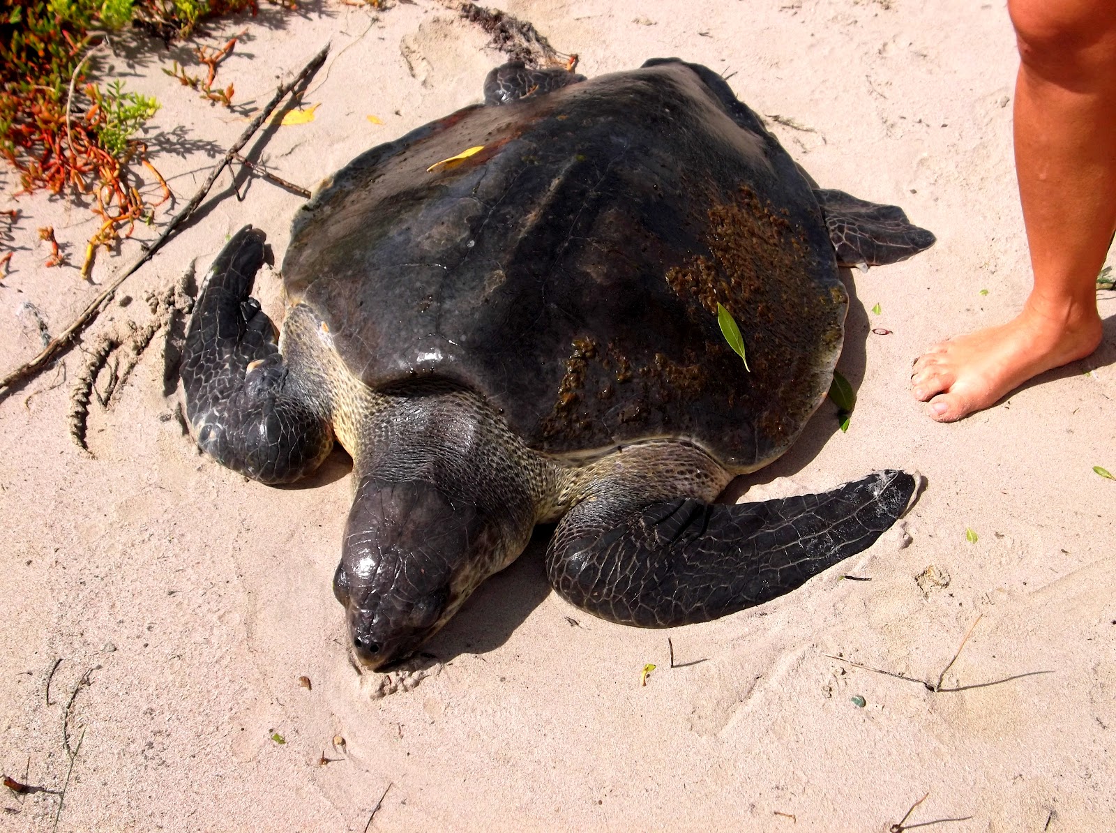 Summer 2012: Working with Sea Turtle Conservation in Bonaire