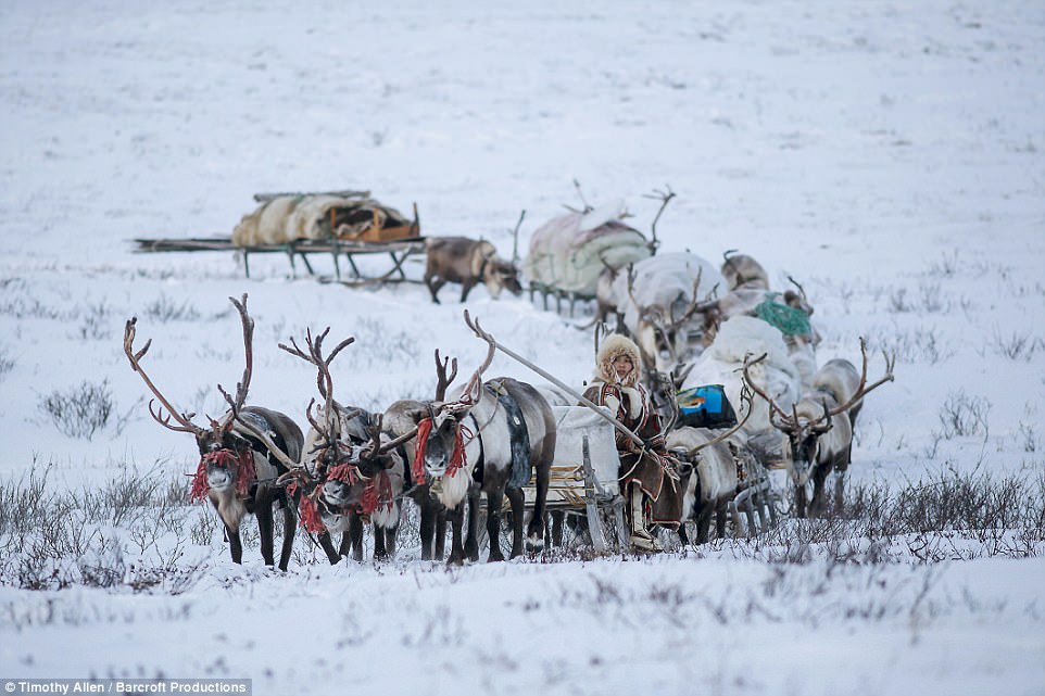 White Wolf : Stunning pictures showcase annual reindeer migration of ...