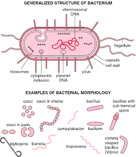 cmoore's blog: Bacteria vs Prion vs Virus