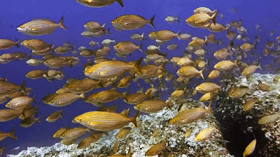 GIF ANIMADO: PEIXE-ÁGUA-SALGADA-GIF