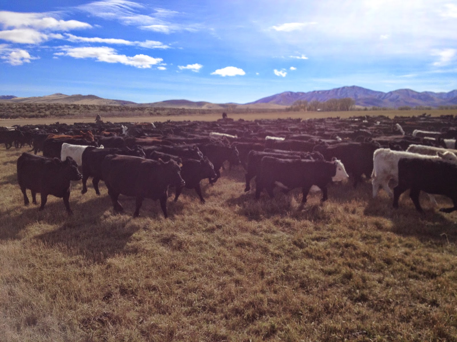 Oil-Rubbing Ranch-Wife