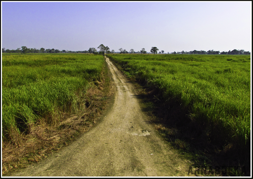 Empty Spaces: Kaziranga Trip - Day - II (Kohora Range)