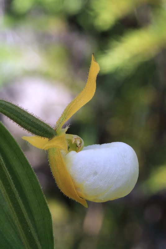 Native Orchids of the Pacific Northwest and the Canadian Rockies (and ...
