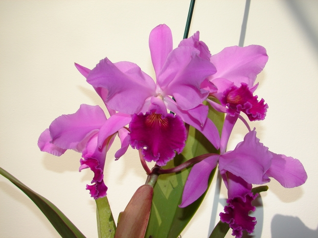 Cattleya labiata care and culture | Travaldo's blog