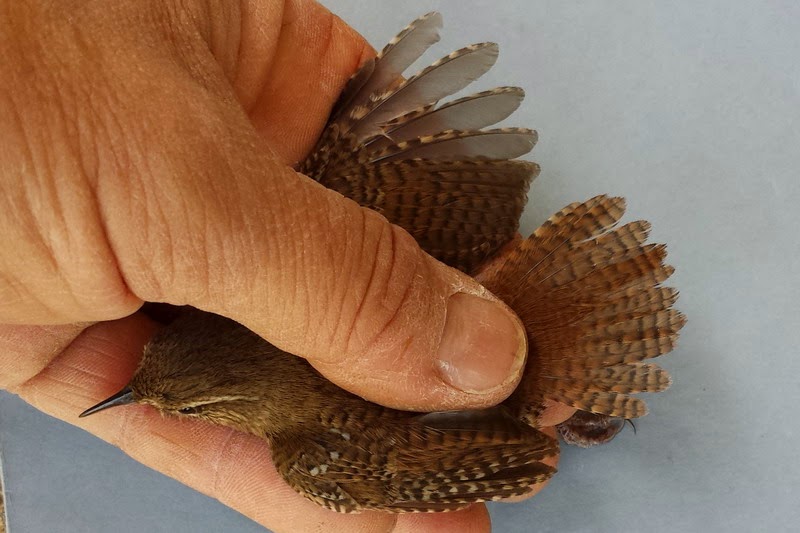 Asociación Aegithalos: Arranca el PASER en El Borbotón... y van 14 ...