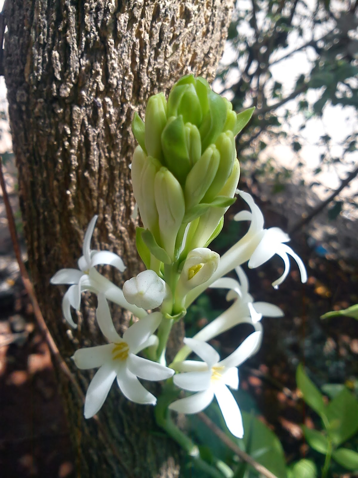 sagar: Rajnigandha (Gulchadi) Flower