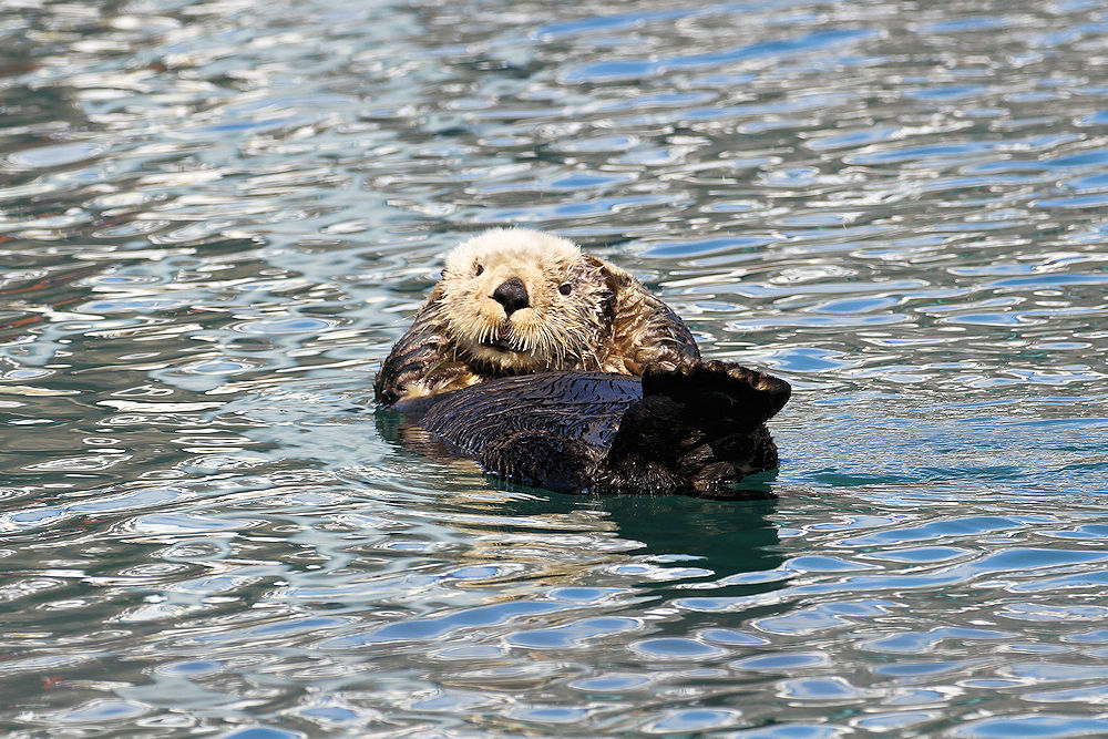 An English Girl Rambles from 2016 to ....: MORE SEA OTTERS FROM OUR ...