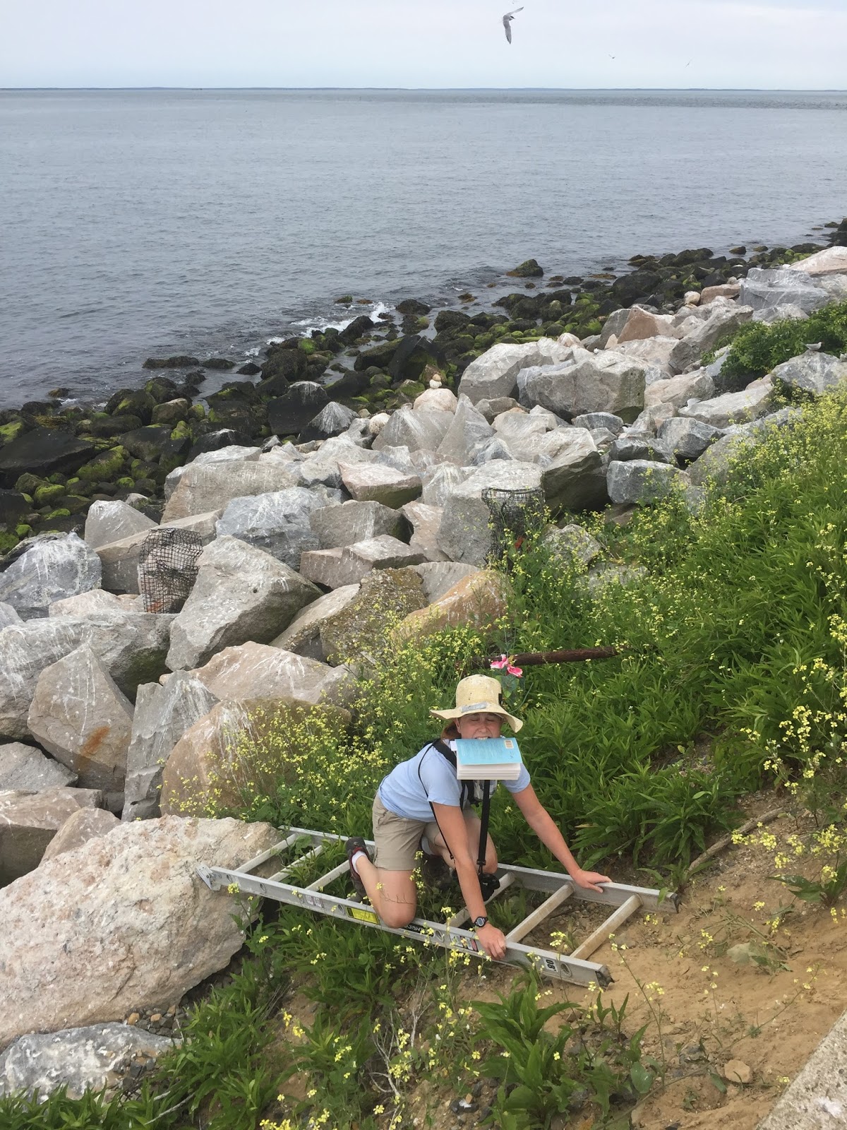 Snapshots of Nature: Great Gull Island: Part 1, the Island!