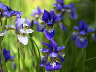 FROM THE GARDEN OF ZEN: Ayame (Iris sanguinea) flowers in Kencho-ji