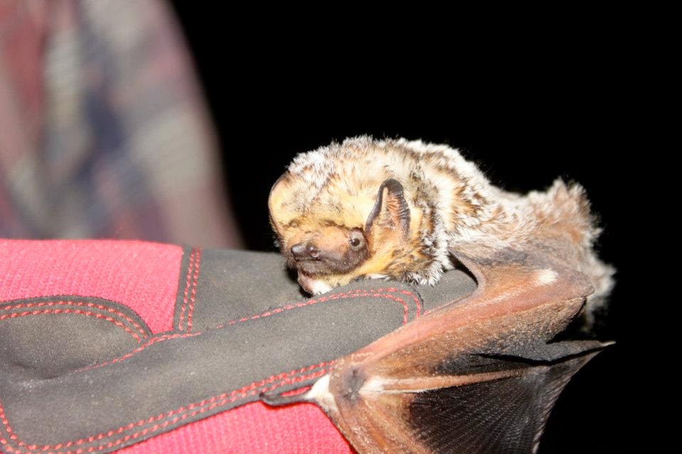 Paws and Learn: Interview Wednesday - The Truth About BATS