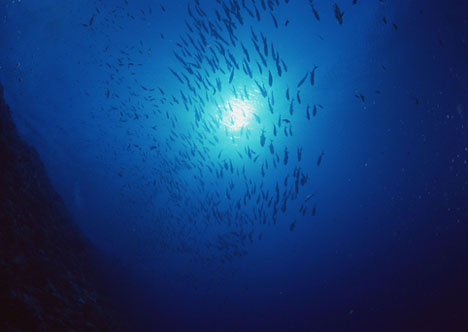 The world of deep sea : 2012